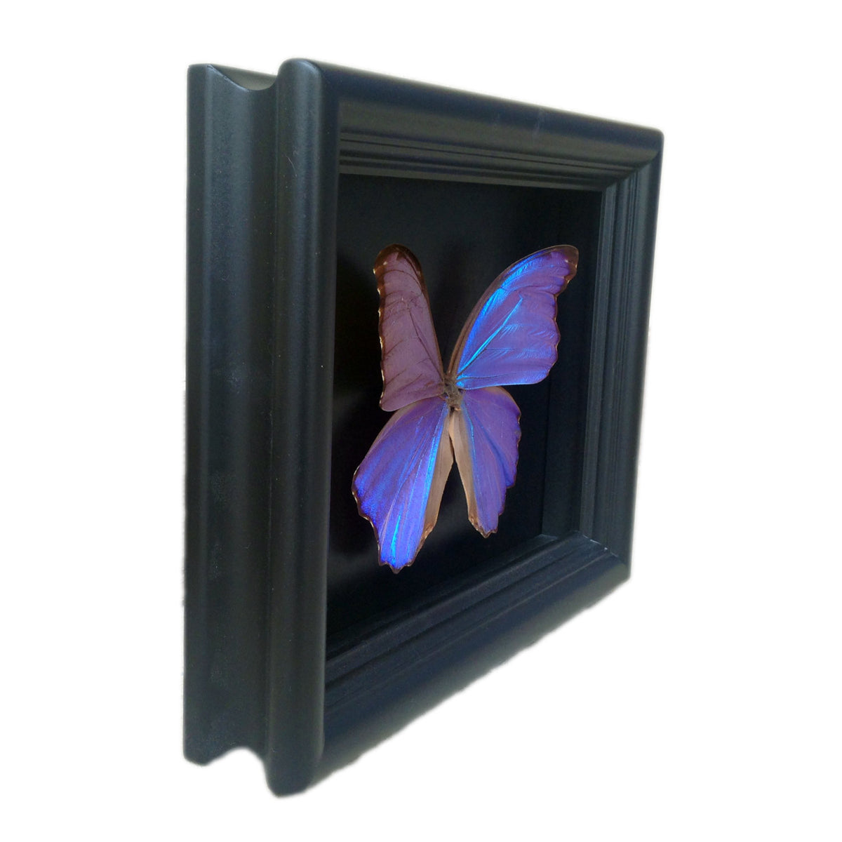6x8 Blue Morpho Butterfly Shadowbox Frame – Asana Natural Arts